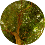 Beljanski’s Pao Pereira Extract - The Beljanski Foundation